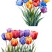 Watercolor Multicolor Tulips Clipart Pack - 20 Pngs - Beautiful Summer ...