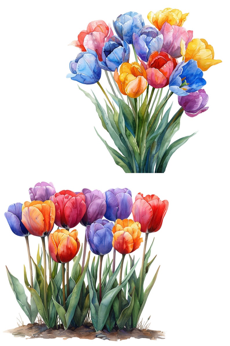 Watercolor Multicolor Tulips Clipart Pack - 20 Pngs - Beautiful Summer ...