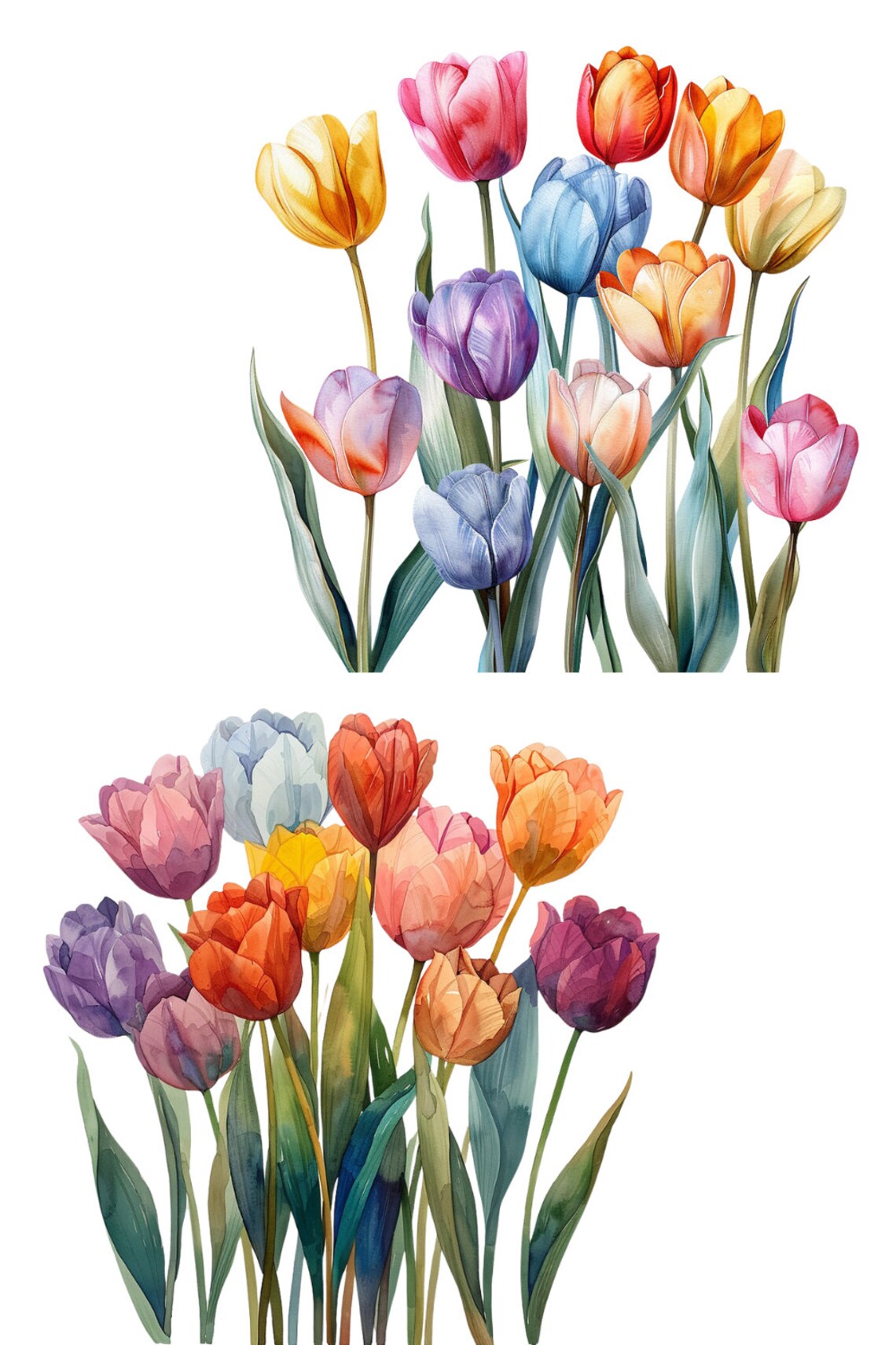 Watercolor Multicolor Tulips Clipart Pack 20 Pngs Beautiful Summer ...