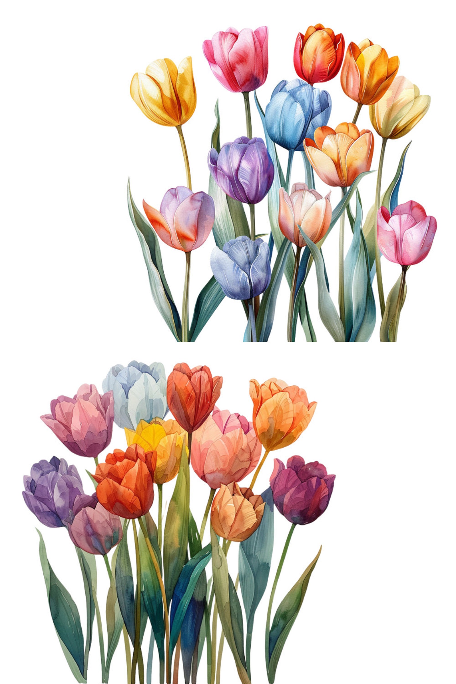 Watercolor Multicolor Tulips Clipart Pack - 20 Pngs - Beautiful Summer ...