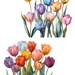 Watercolor Multicolor Tulips Clipart Pack - 20 Pngs - Beautiful Summer ...