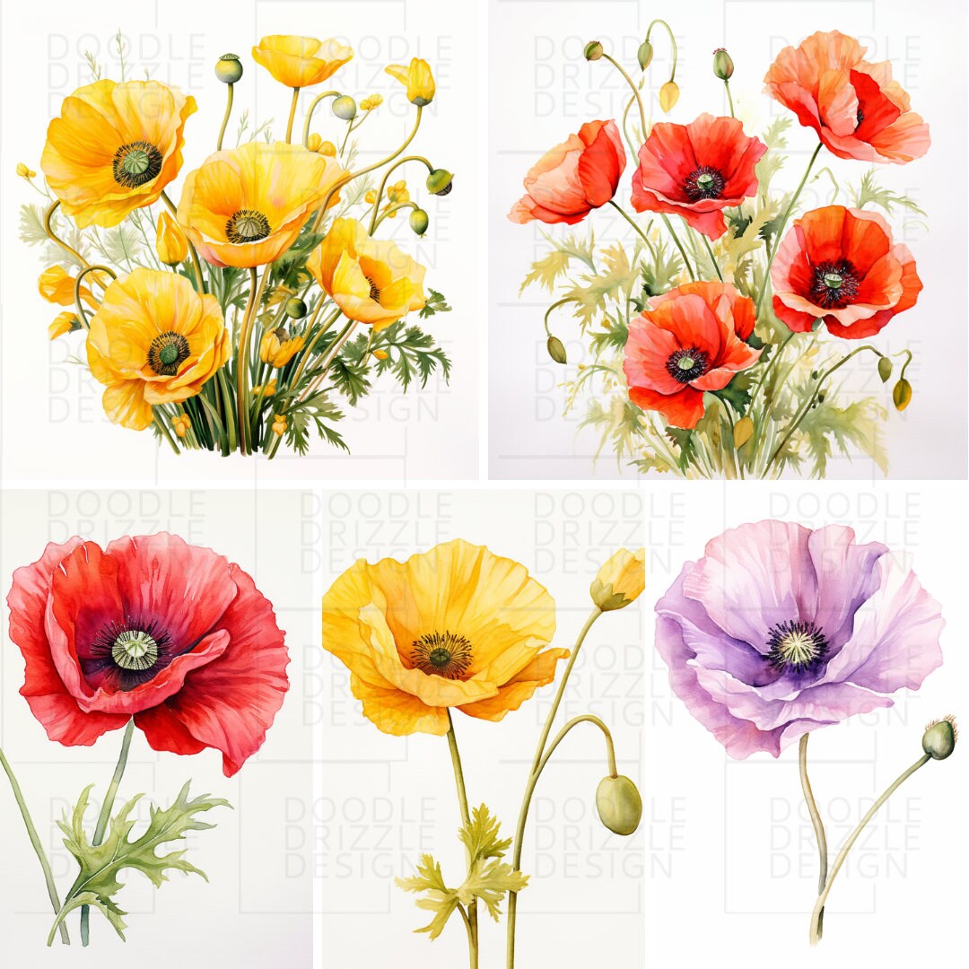 Watercolor Floral Poppy Clipart Summer Flowers Spring Floral - Etsy