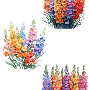 Watercolor Multicolor Snapdragon Clipart Pack - 20 Pngs, Commercial Use ...