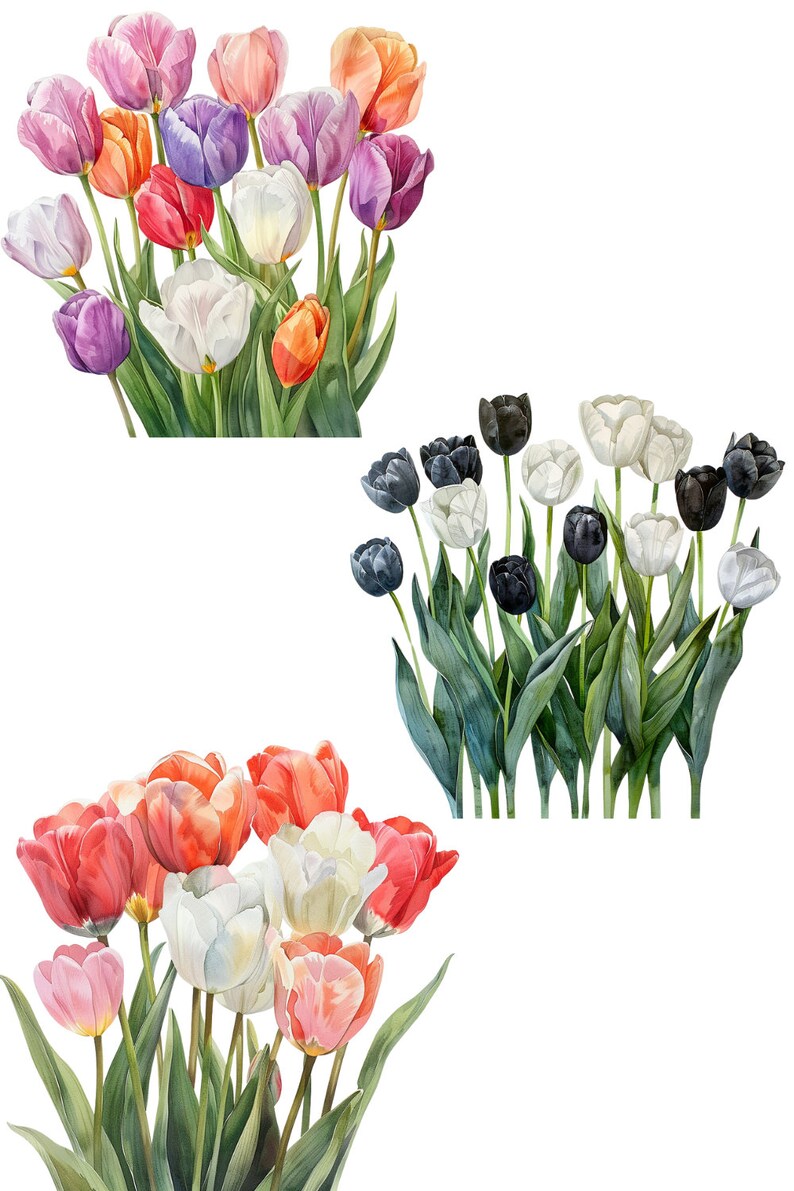 Watercolor Multicolor Tulips Clipart Pack - 20 Pngs - Beautiful Summer ...