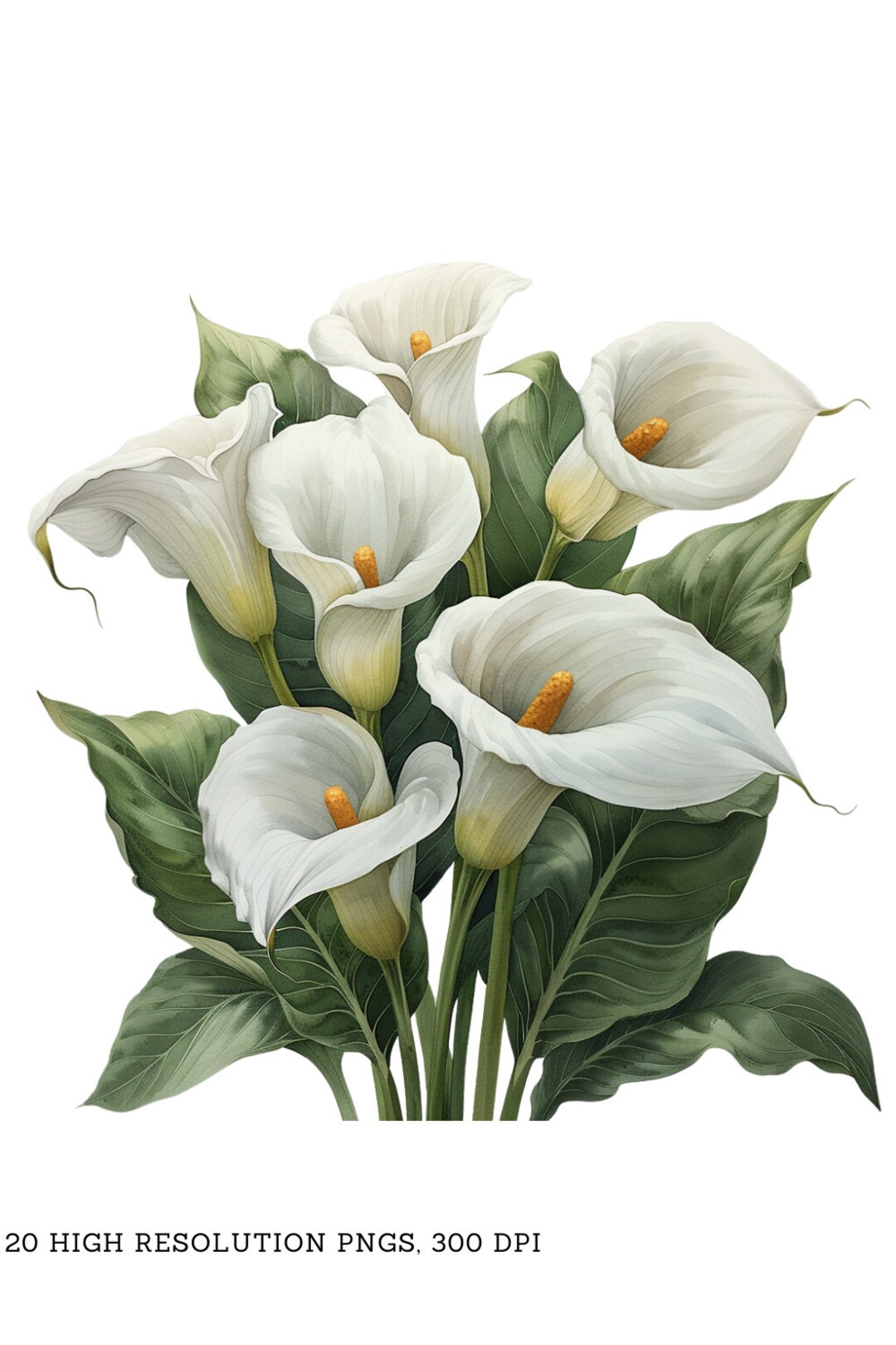 Watercolor White Calla Lily Clipart Pack - 20 Pngs, Commercial Use ...