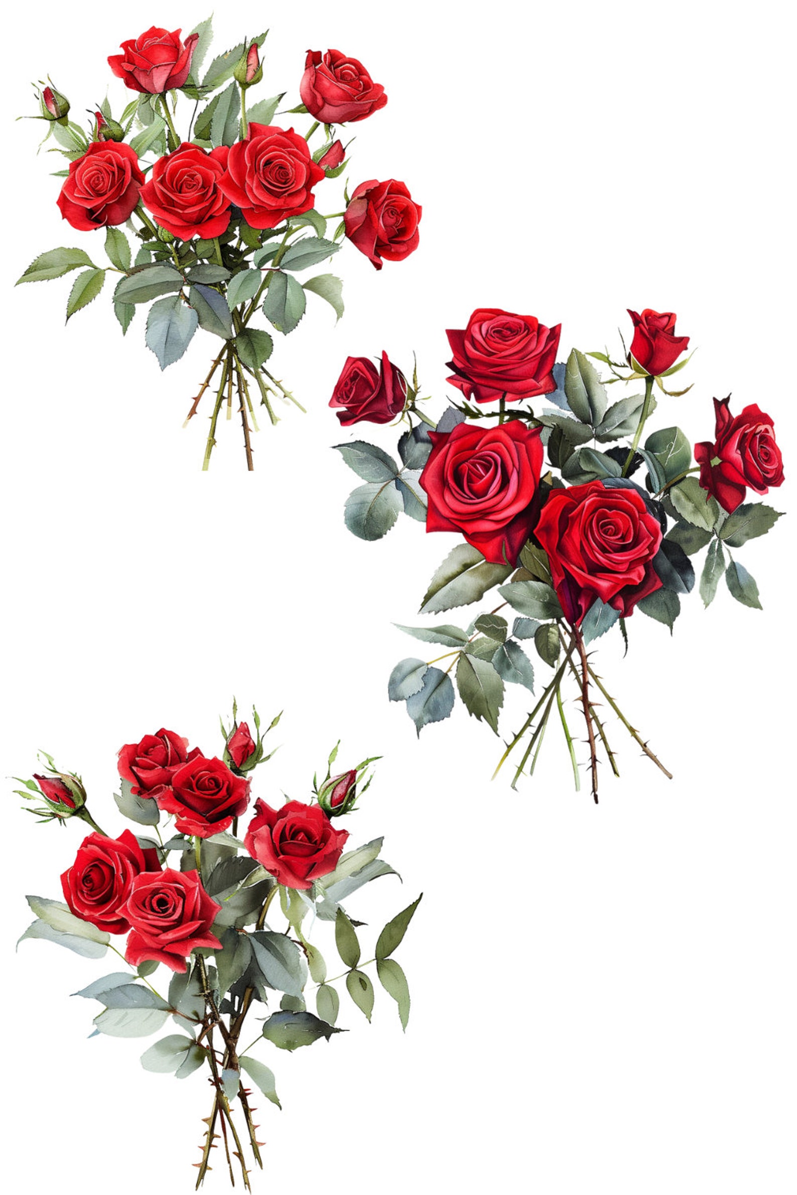 Watercolor Red Roses Clipart Pack 20 Pngs With Transparent Backgrounds ...