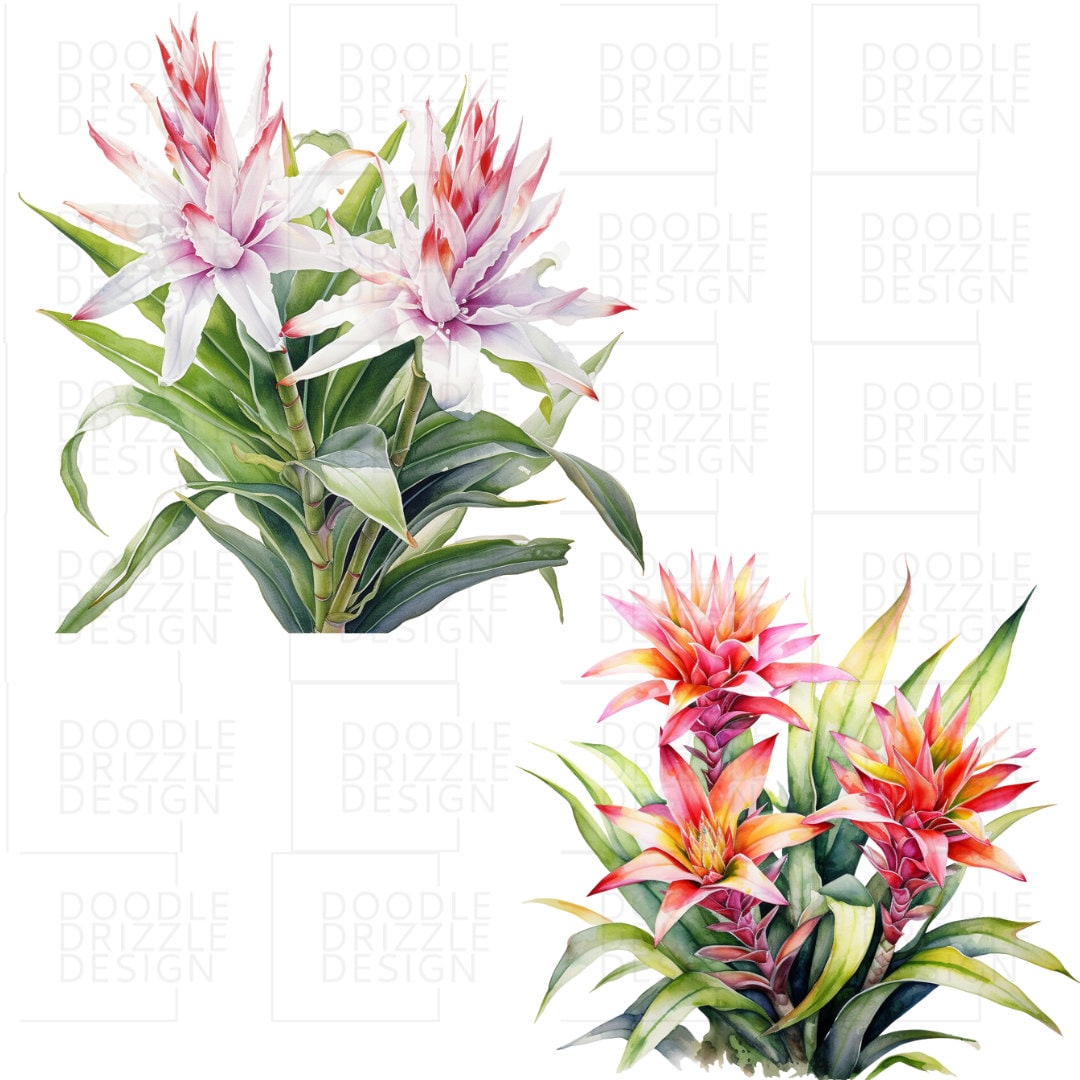 Watercolor Floral Bromeliads Clipart, Tropical Bromeliad Flowers, PNG ...