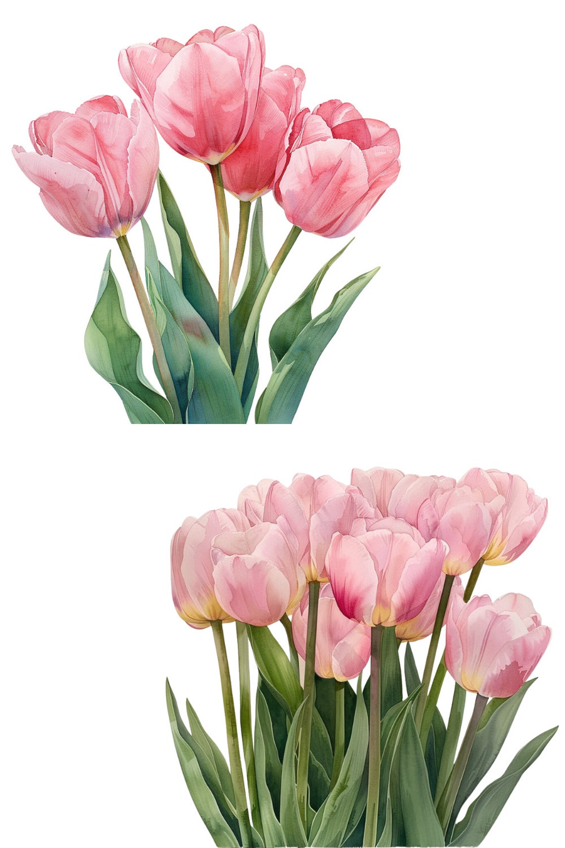 Watercolor Pink Tulips Clipart Pack 20 Pngs Beautiful Summer & Spring ...