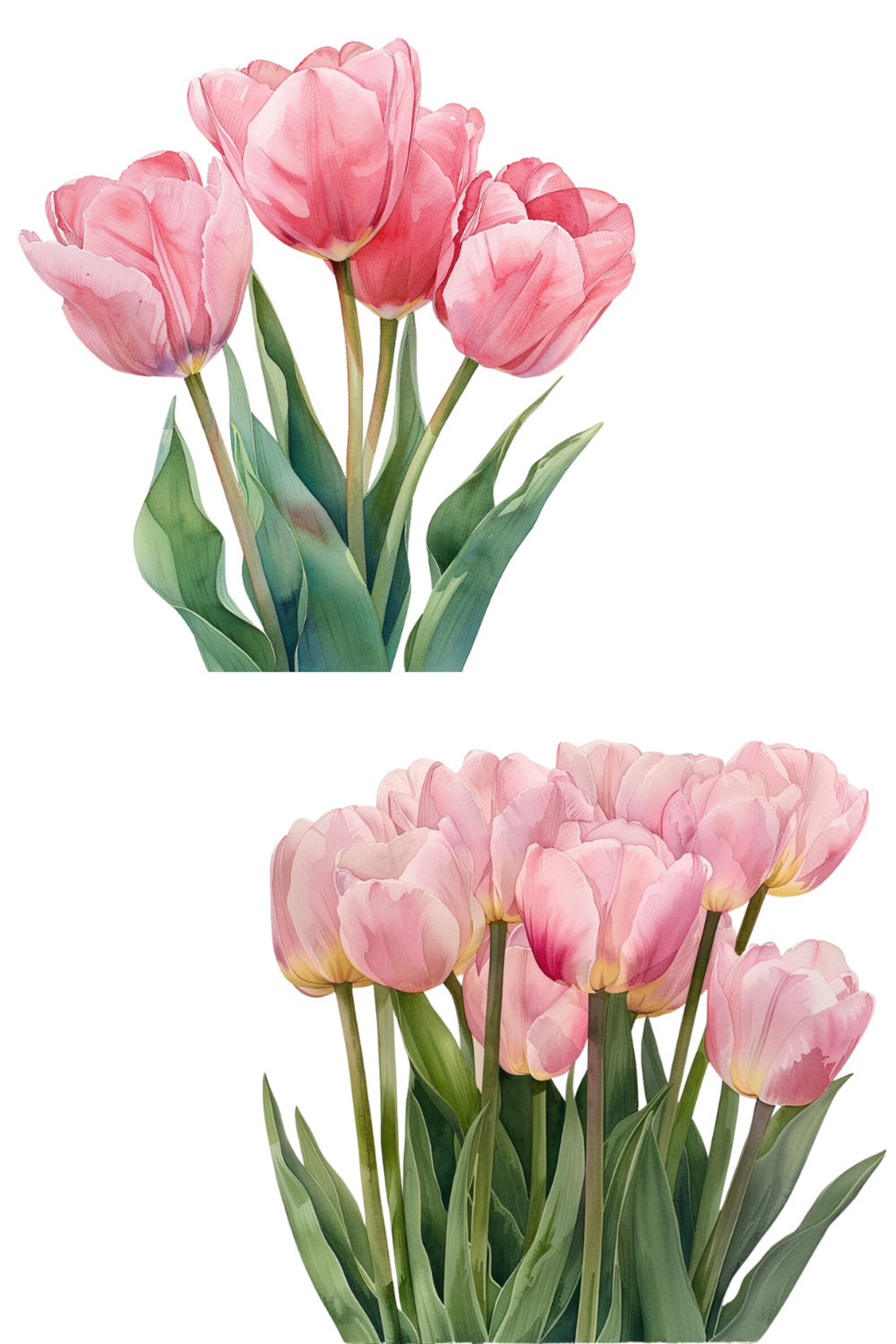 Watercolor Pink Tulips Clipart Pack - 20 Pngs - Beautiful Summer ...