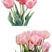 Watercolor Pink Tulips Clipart Pack 20 Pngs Beautiful Summer & Spring ...