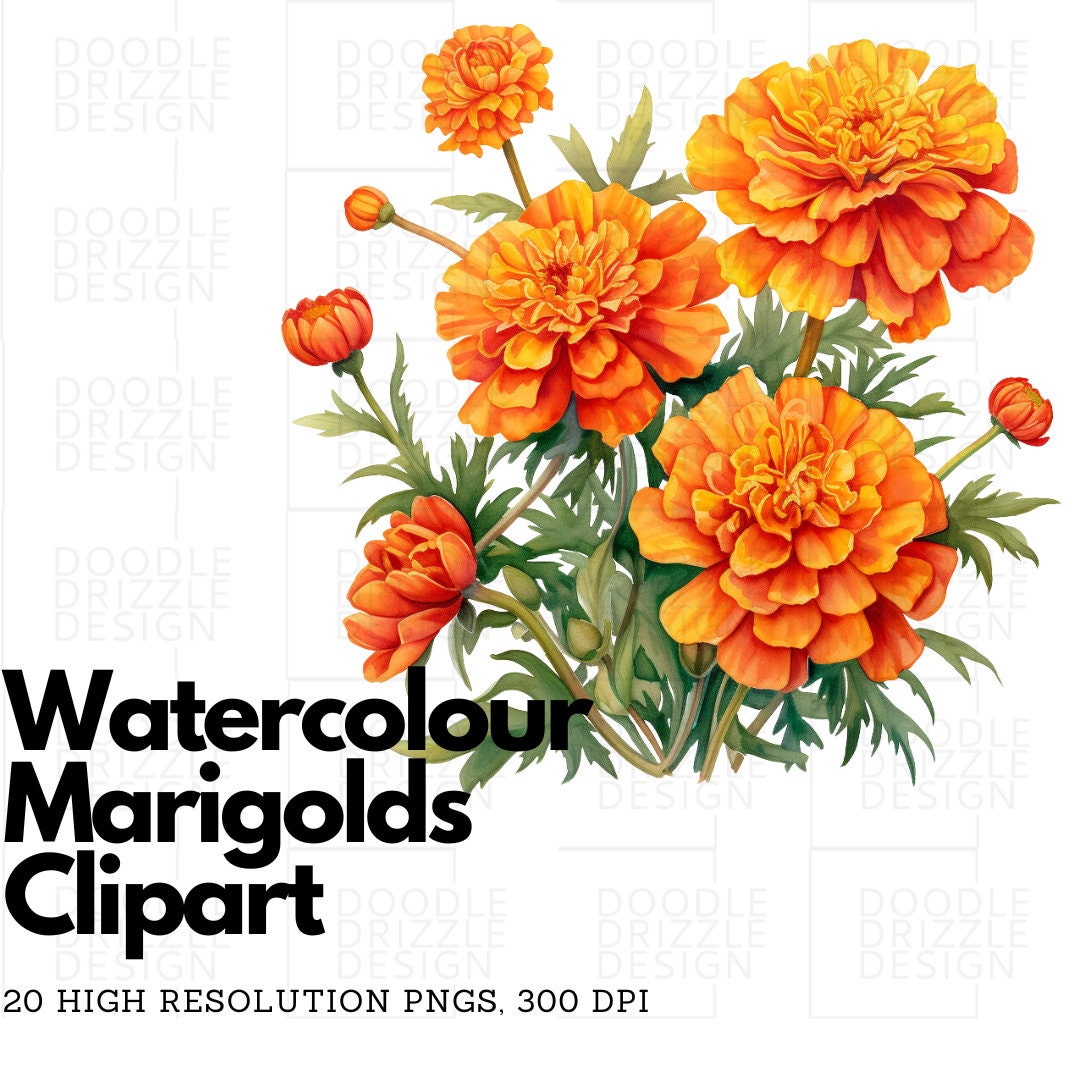 Watercolor Marigold Clipart, Autumn Marigold Flowers, 20 Pngs, Digital ...