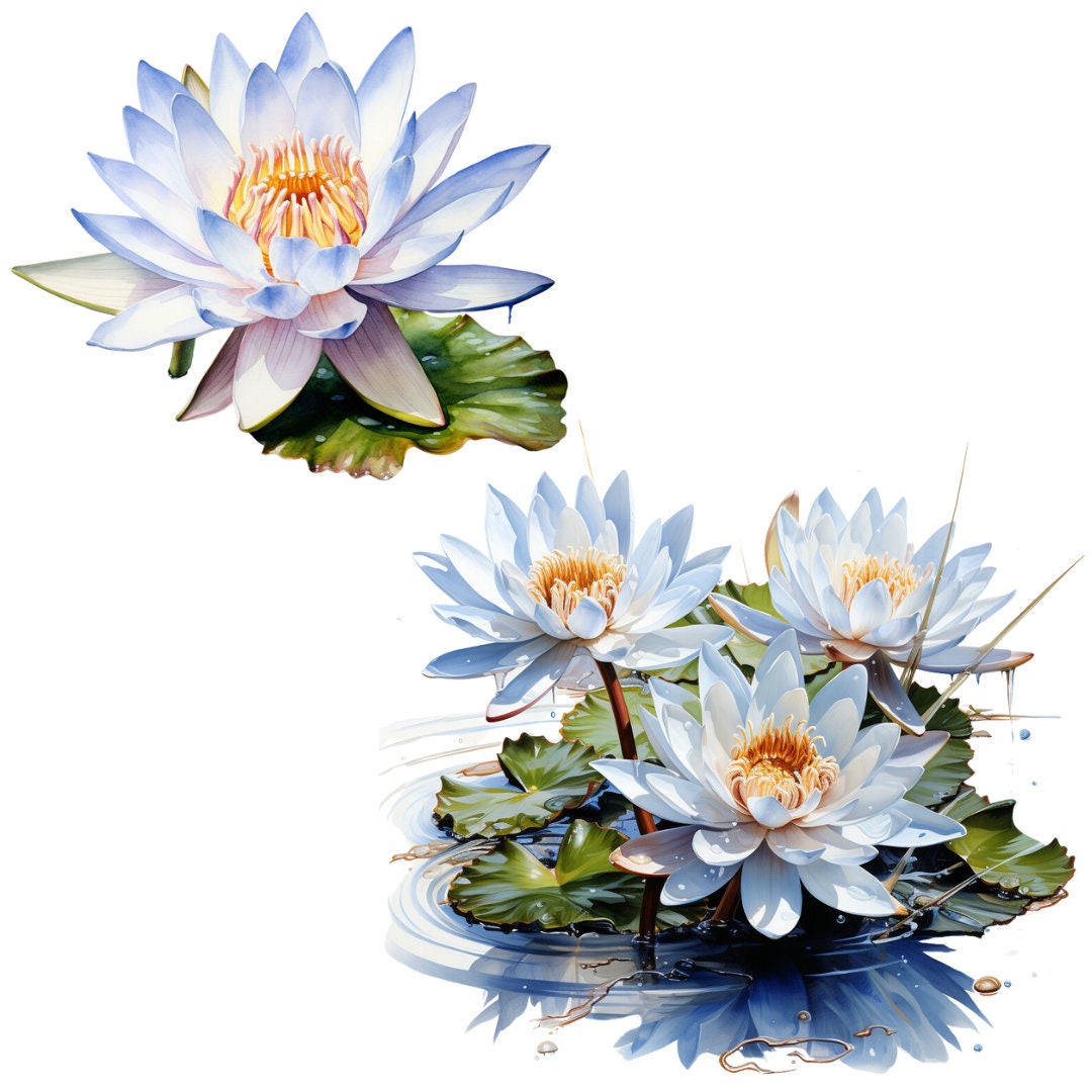 Graceful Water Lily Blossoms: Stunning Watercolor Flower Clipart Set ...