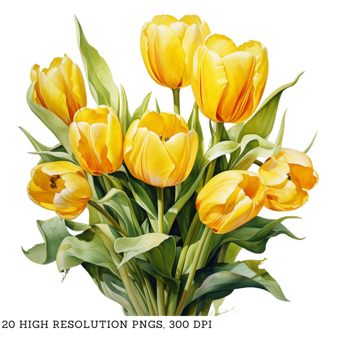 Watercolor Yellow Tulips Clipart Pack 20 Pngs Beautiful Summer & Spring ...