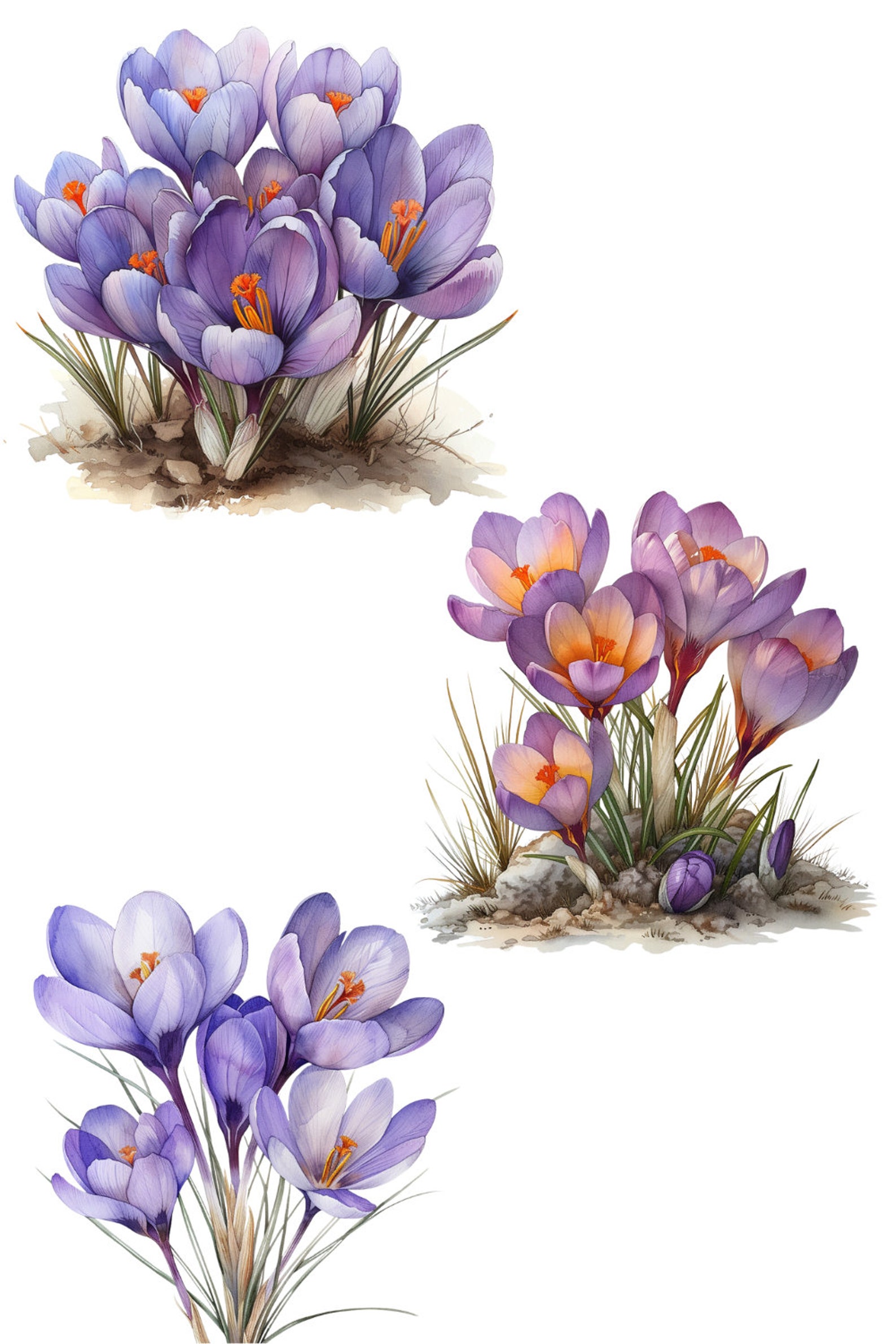 Watercolor Crocus Clipart Pack 20 Pngs With Transparent Backgrounds ...