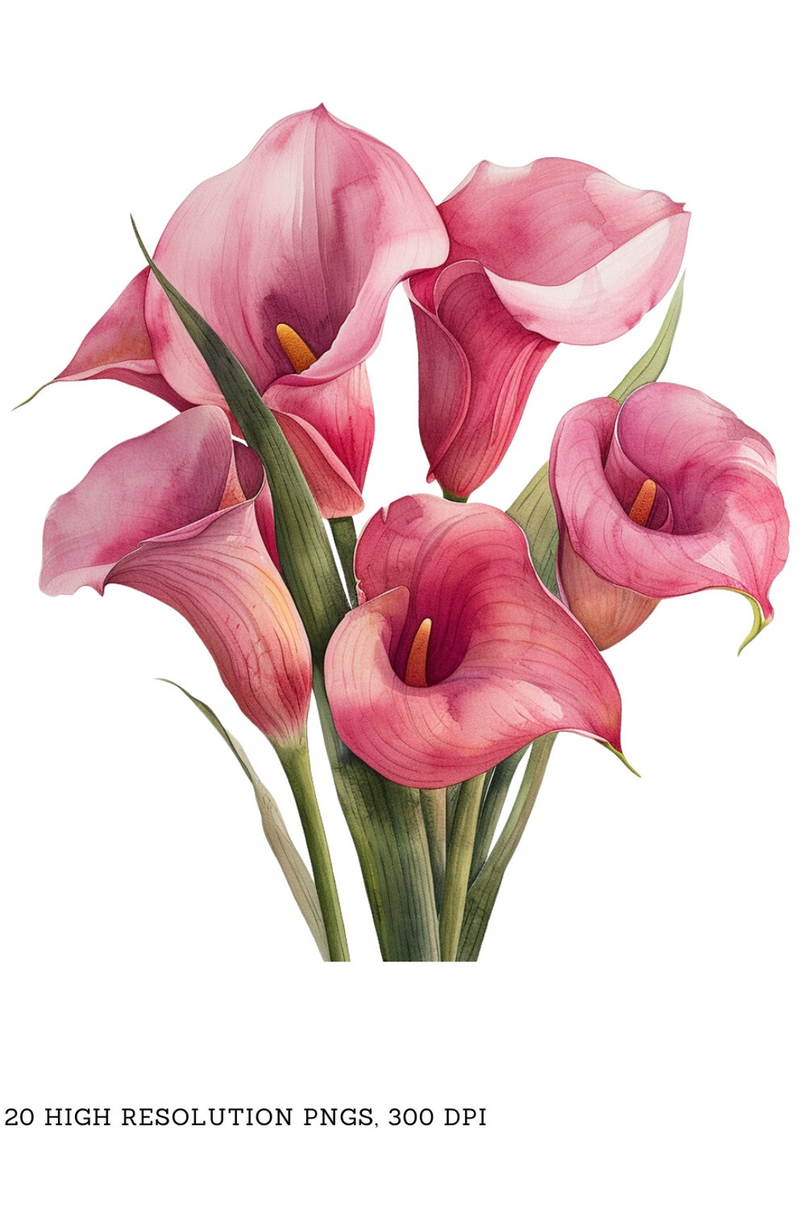 Watercolor Pink Calla Lily Clipart Pack 20 Pngs, Commercial Use ...