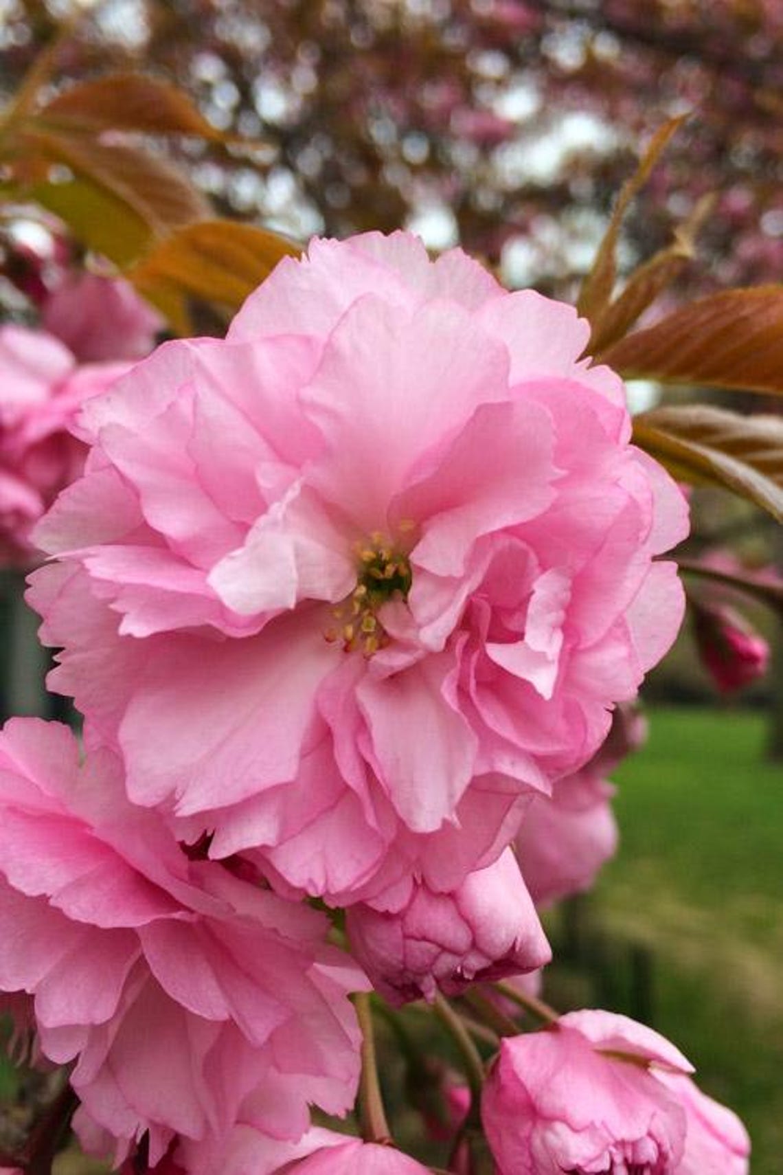 Kwanzan Cherry Tree Live Plant – Double Pink Cherry Blossom Tree ...