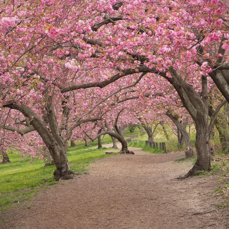 Kwanzan Cherry Tree Live Plant – Double Pink Cherry Blossom Tree ...