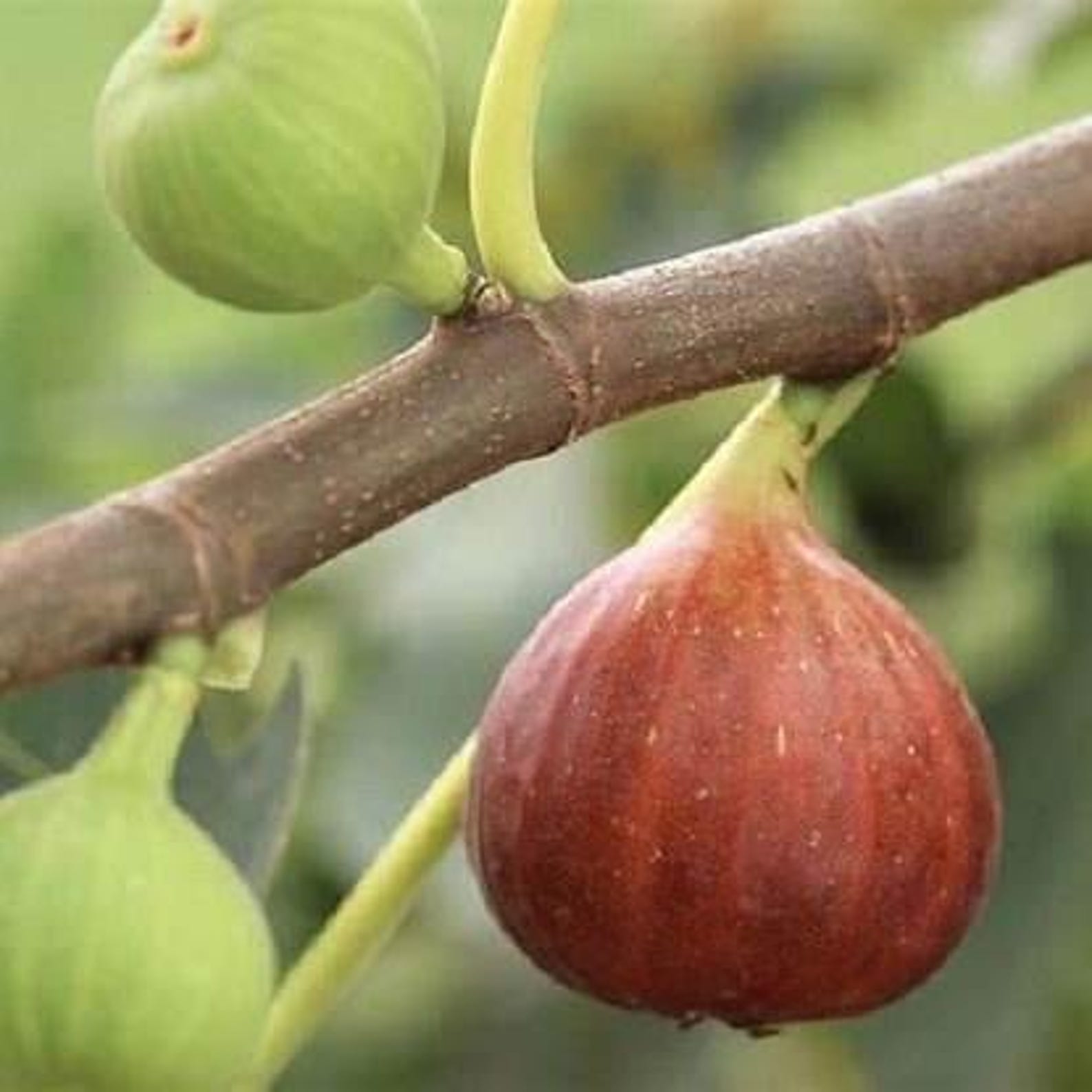 Celeste Fig Tree - 1 Gallon Live Plant - Sweet Fruit Variety - Cold ...
