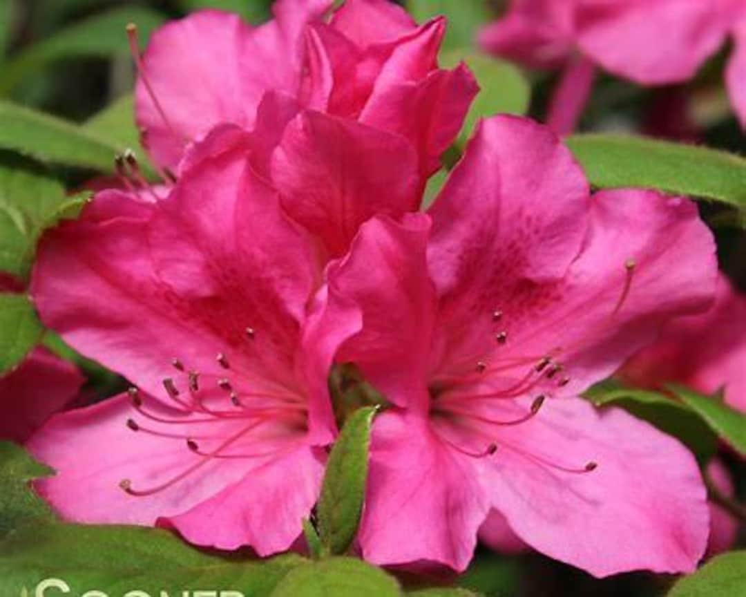 Sangria Encore Azalea – Live Reblooming Azalea Shrub With Pink Flowers ...