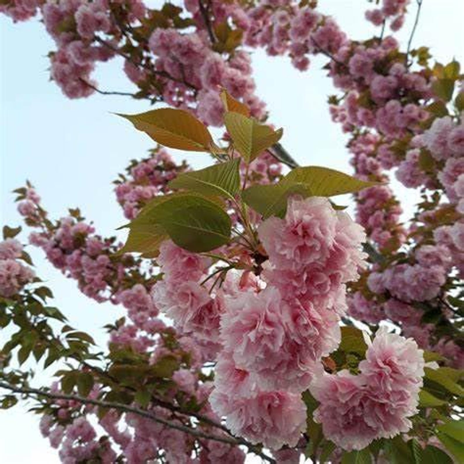 Kwanzan Cherry Tree Live Plant – Double Pink Cherry Blossom Tree ...
