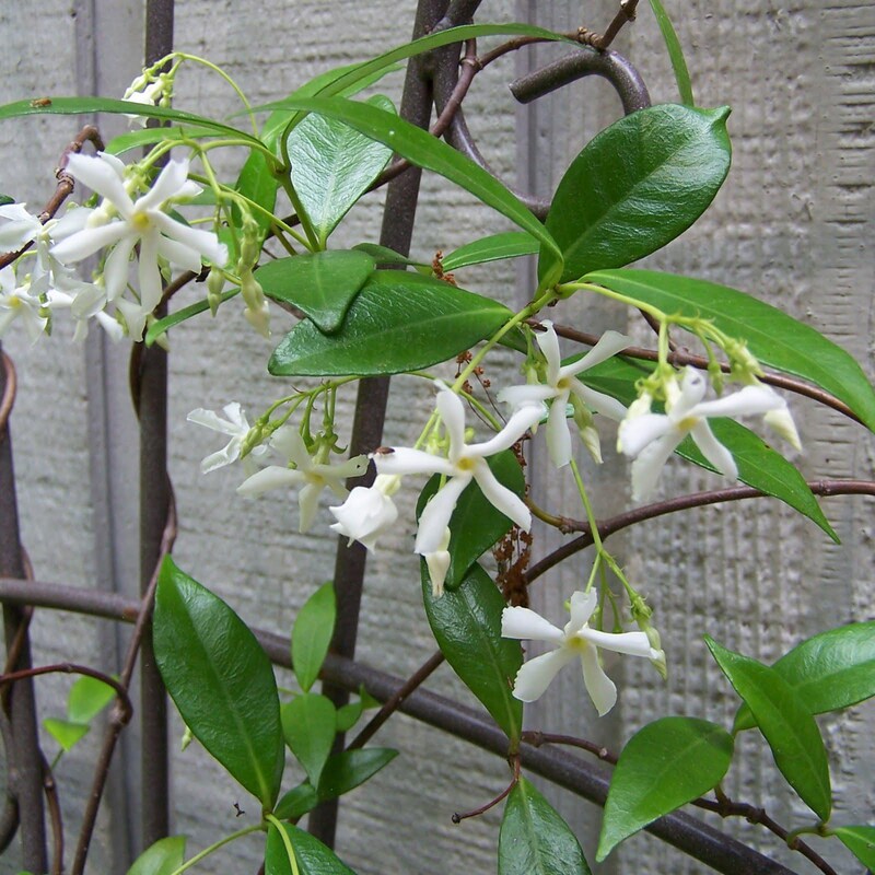 Jasmine live plants - Etsy France