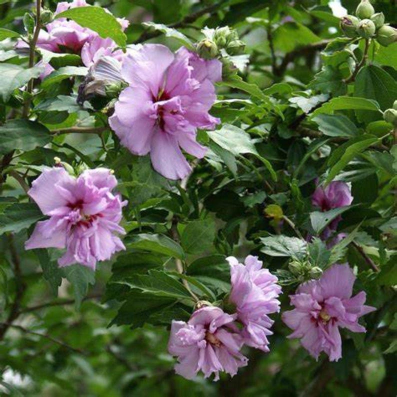 Ardens Rose of Sharon 1 Gallon | Double Lavender-pink Althea Shrub ...