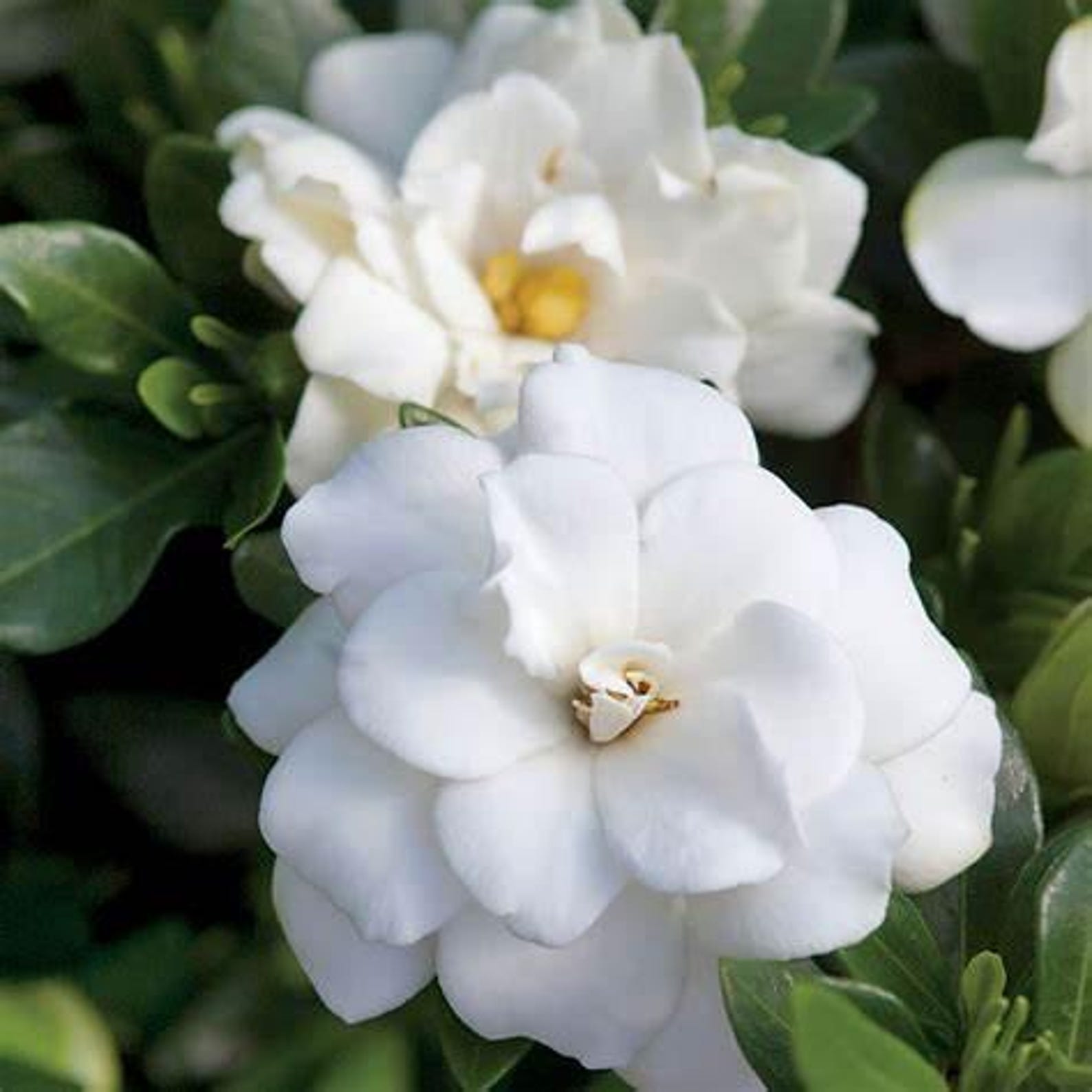 Double Mint Gardenia Plant Fragrant White Double Blooms | Evergreen ...