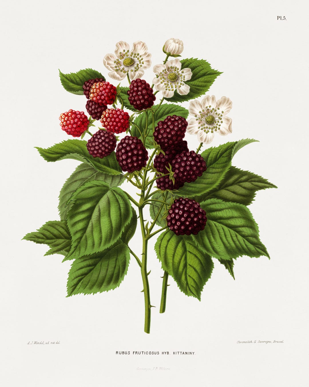 Raspberry Botanical Artwork Print Wall Art Canvas Giclee - Etsy