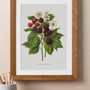 Raspberry Botanical Artwork Print Wall Art Canvas Giclee - Etsy