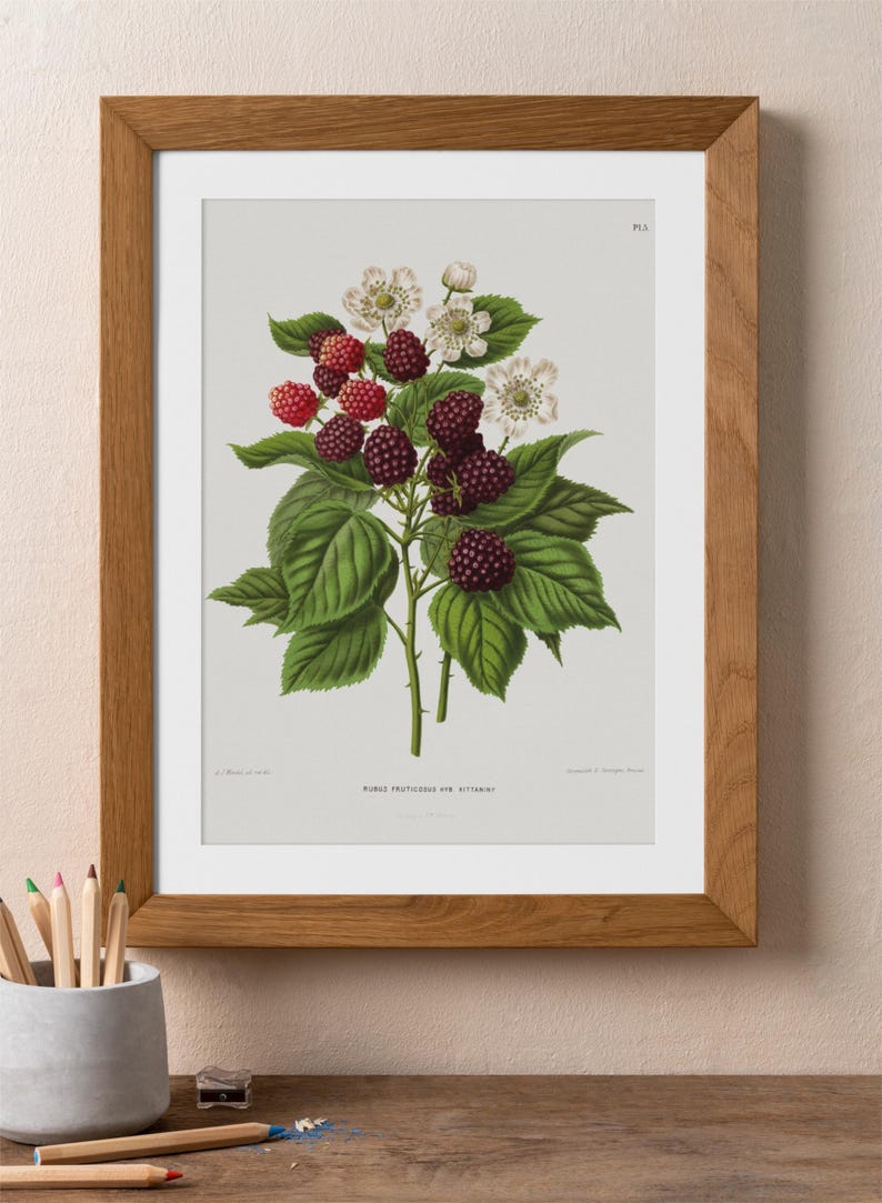 Raspberry Botanical Artwork Print Wall Art Canvas Giclee - Etsy