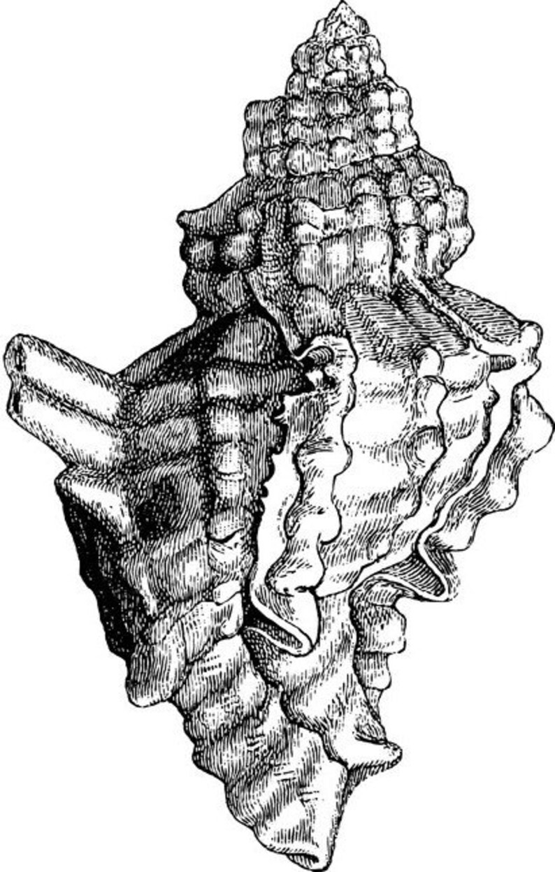 Lydia A Seller of Purple the Herb Letters Monthly - Etsy