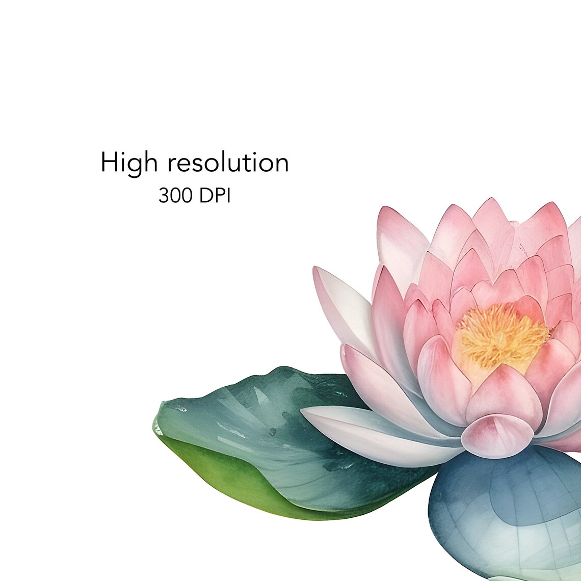 Watercolor Water Lily Clipart, Floral Png Illustration Set, Water ...