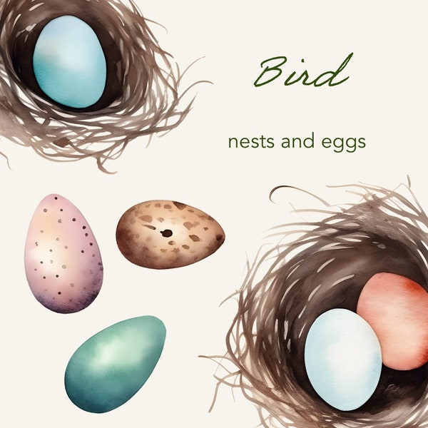Bird Eggs - Etsy