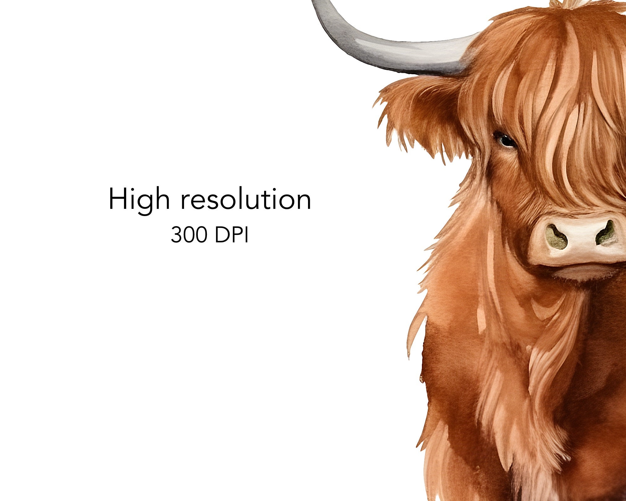 Watercolor Highland Cows Clipart Animal Clipart 300 DPI for Personal ...