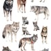 Watercolor Wolf Clipart, Wolf Pup Png File, Wolf Pack Clipart, North ...