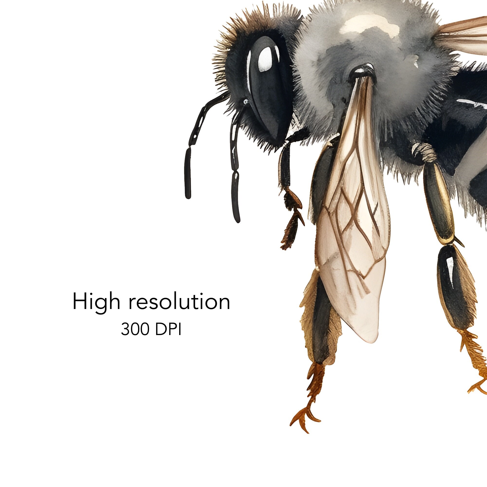 Watercolor Insect Clipart, Butterfly Clip Art, Beetle Graphics ...