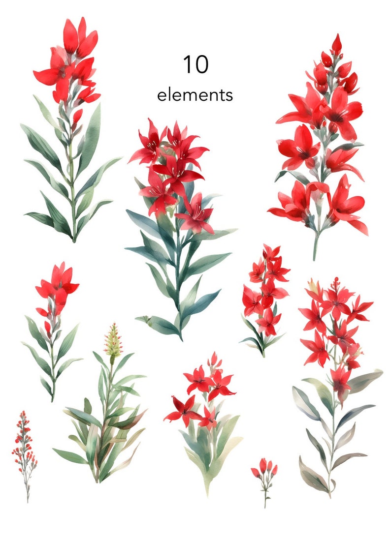 Cardinal Flowers Watercolor Clipart, Commercial Use Clipart Bundle ...