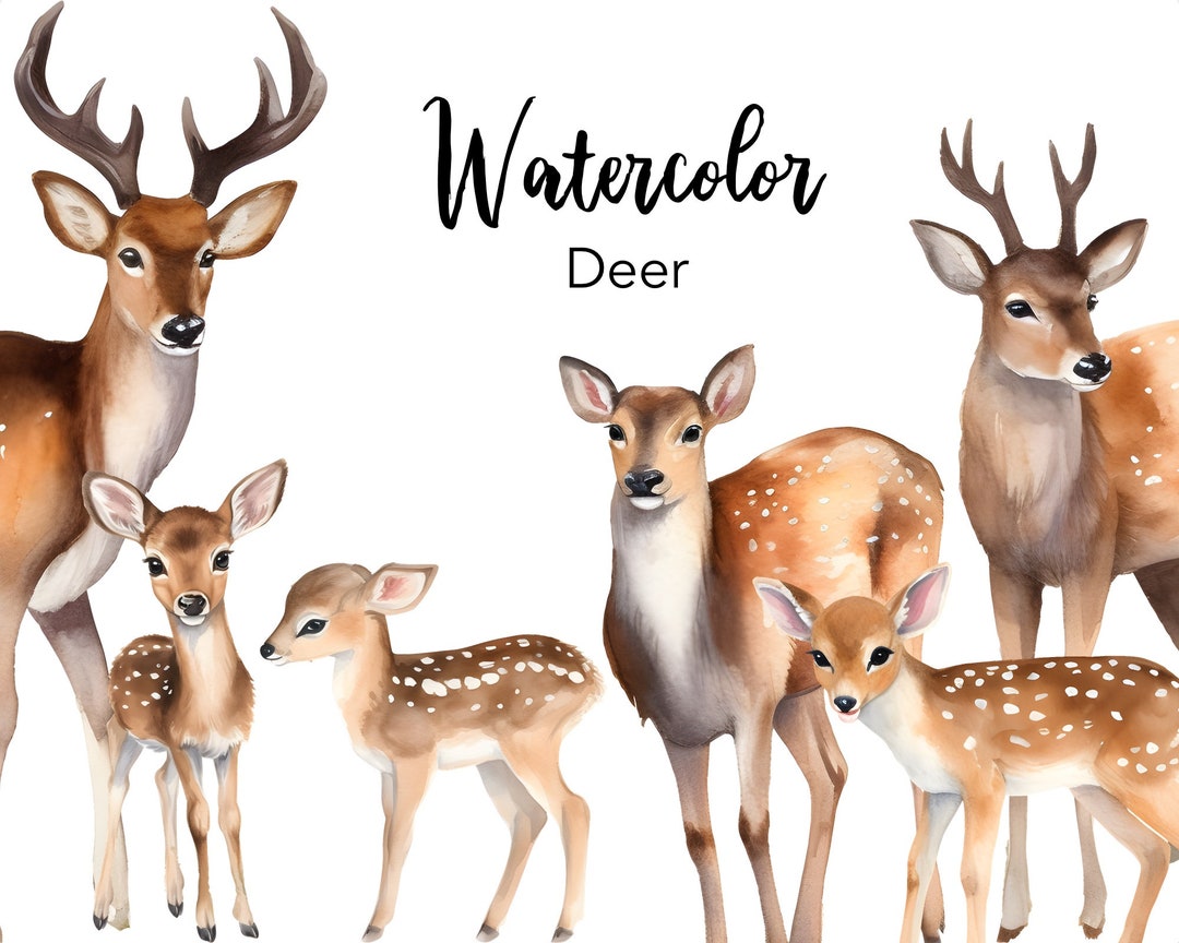 Watercolor Clipart Deer, Woodland Wildlife, Forest Animals, Antler ...