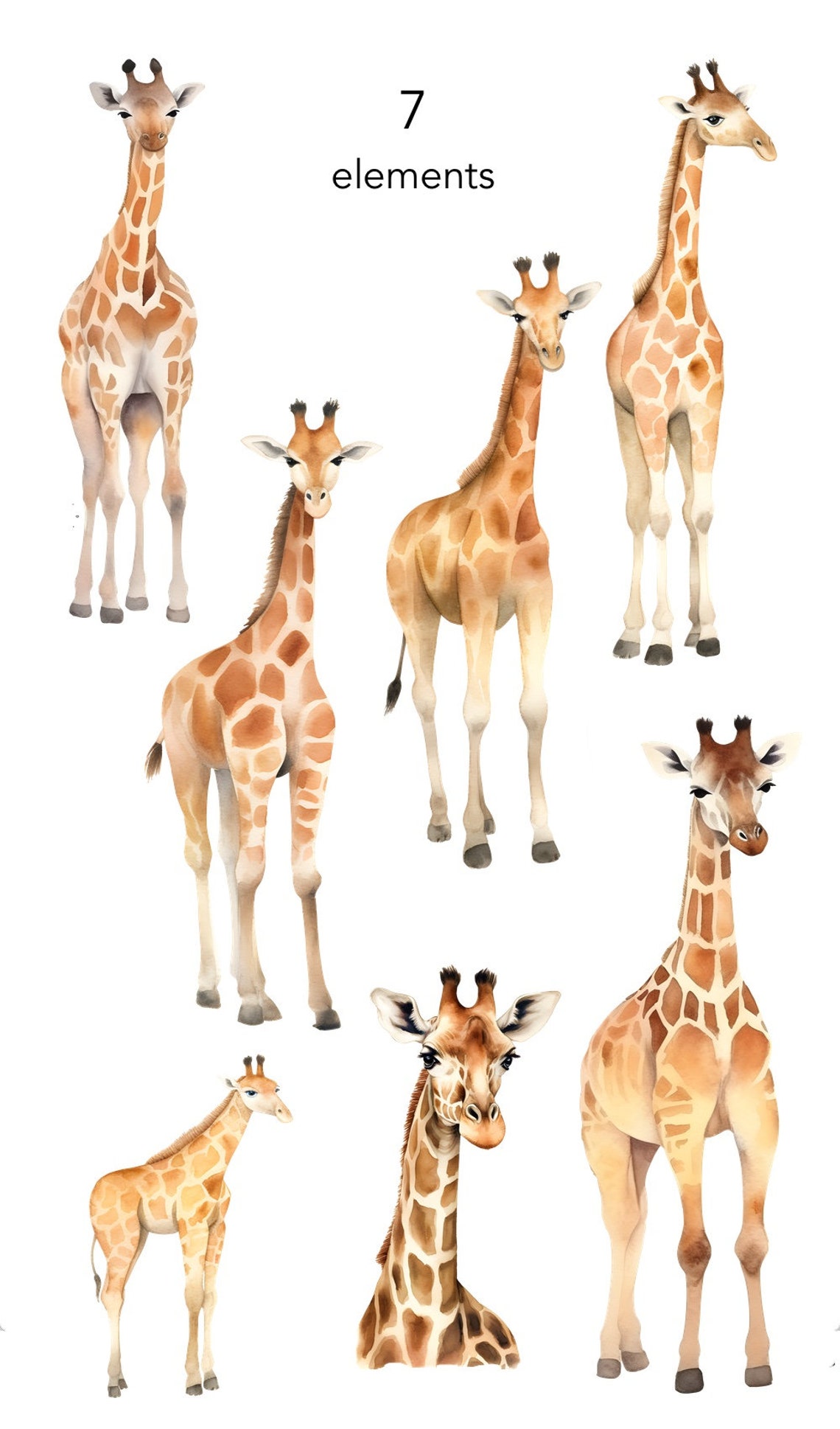 Watercolor Clipart Giraffes, Zfari Animals, Zoo Images, Png Files ...