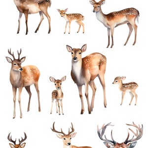Watercolor Clipart Deer, Woodland Wildlife, Forest Animals, Antler ...