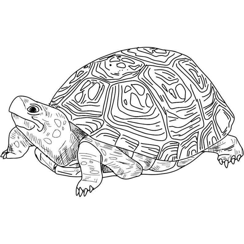 Wildworld Intermediate Coloring Pages With Various Types of - Etsy