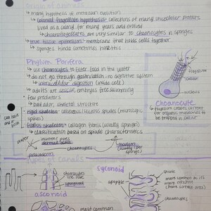 Zoology Notes (integrated Principles of Zoology) - Etsy