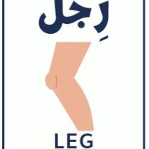 Body Parts Flashcards in Arabic and English - Etsy