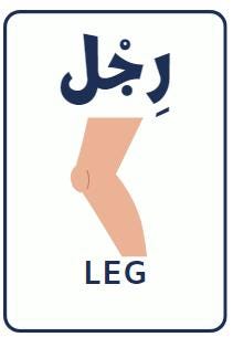 Body Parts Flashcards in Arabic and English - Etsy
