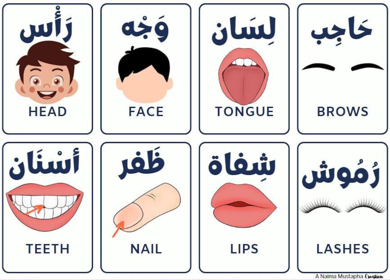Body Parts Flashcards in Arabic and English - Etsy