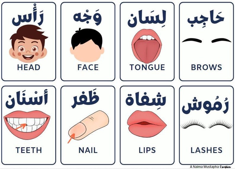 Body Parts Flashcards in Arabic and English - Etsy