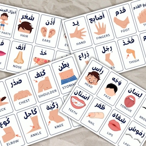 Body Parts Flashcards in Arabic and English - Etsy