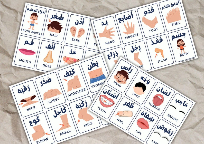 Body Parts Flashcards in Arabic and English - Etsy