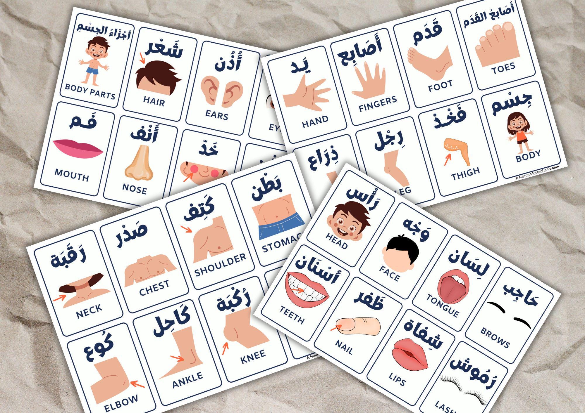 Body Parts Flashcards in Arabic and English - Etsy
