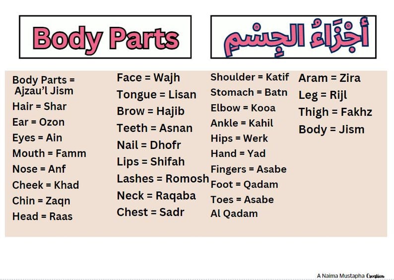 Body Parts Flashcards in Arabic and English - Etsy